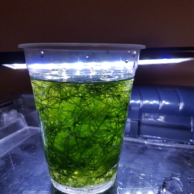 Aquarium anchor moss, Furniture & Home Living, Gardening, Plants ...