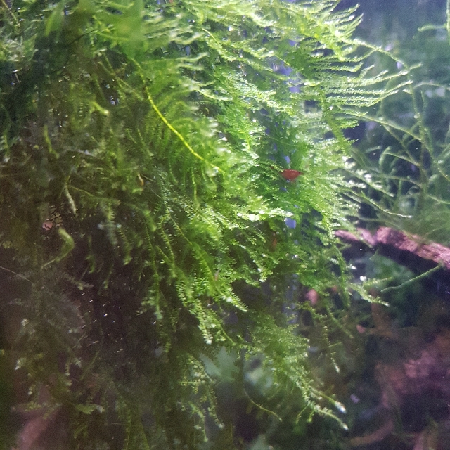 Aquarium anchor moss, Furniture & Home Living, Gardening, Plants ...