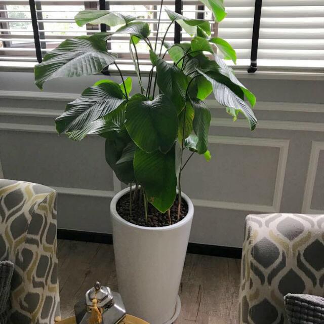 Plant - Thaumatococcus daniellii In ceramic Pot W Lecca Top Up ...