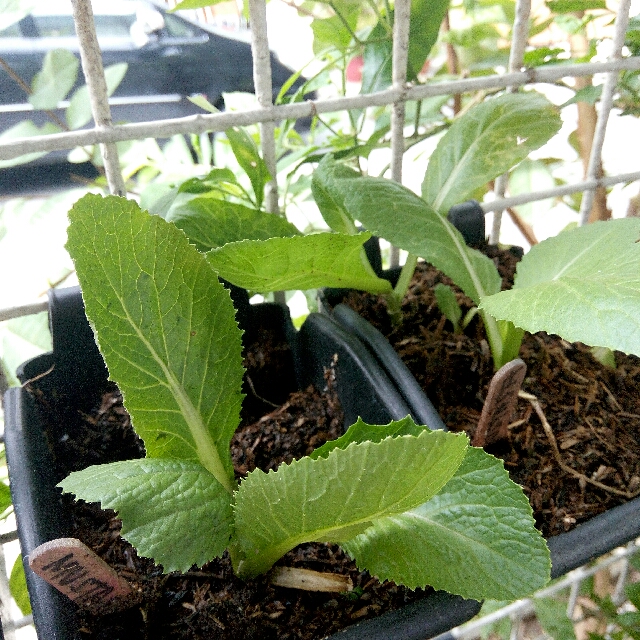 Mustasa Plant, Everything Else, Others on Carousell