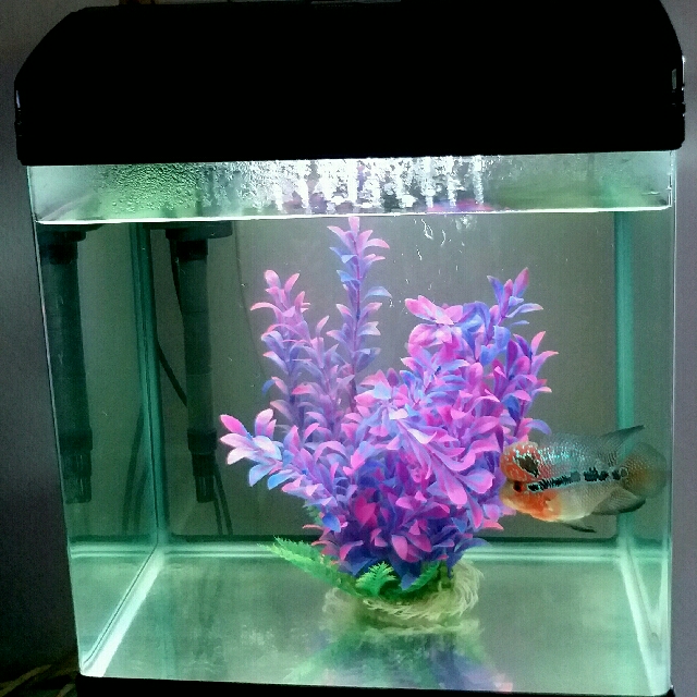 Plug & Play Fish Tank, Pet Supplies, Homes & Other Pet Accessories on ...