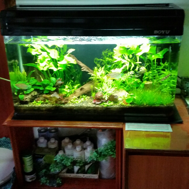 FISH TANK 2.5ft (BOYU), Pet Supplies, Homes & Other Pet Accessories on ...