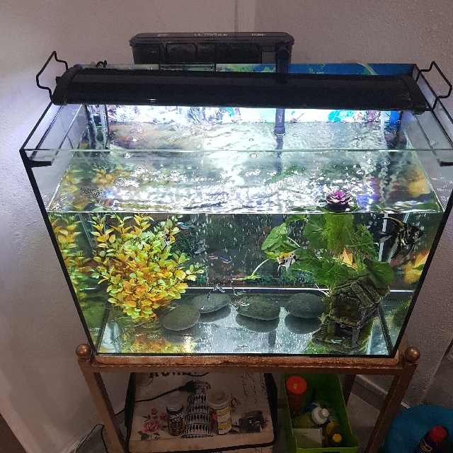 Fish Tank, Pet Supplies, Homes & Other Pet Accessories on Carousell