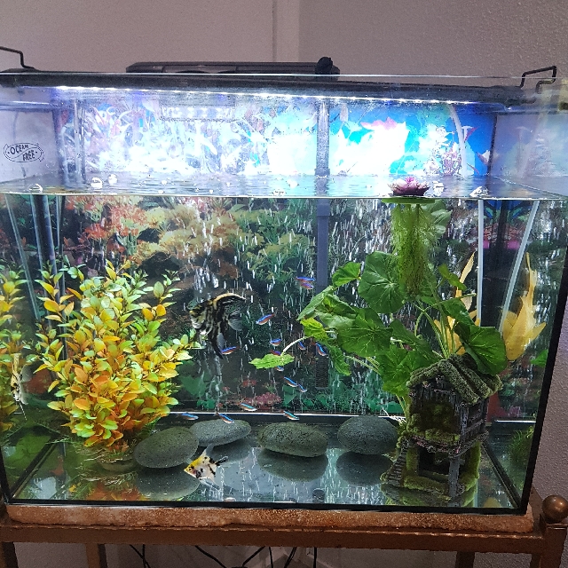 Fish Tank, Pet Supplies, Homes & Other Pet Accessories on Carousell
