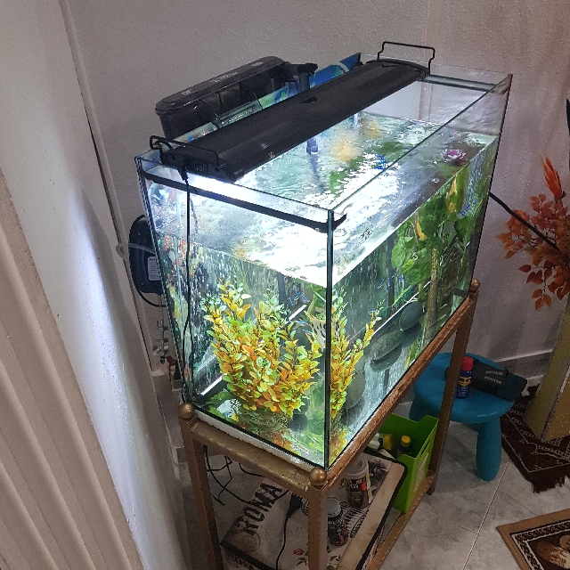 Fish Tank, Pet Supplies, Homes & Other Pet Accessories on Carousell