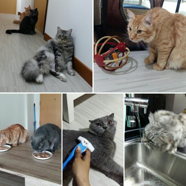 Cat Sitting At Your Place (West Area)(JURONG/BUKIT BATOK/BOONLAY ...