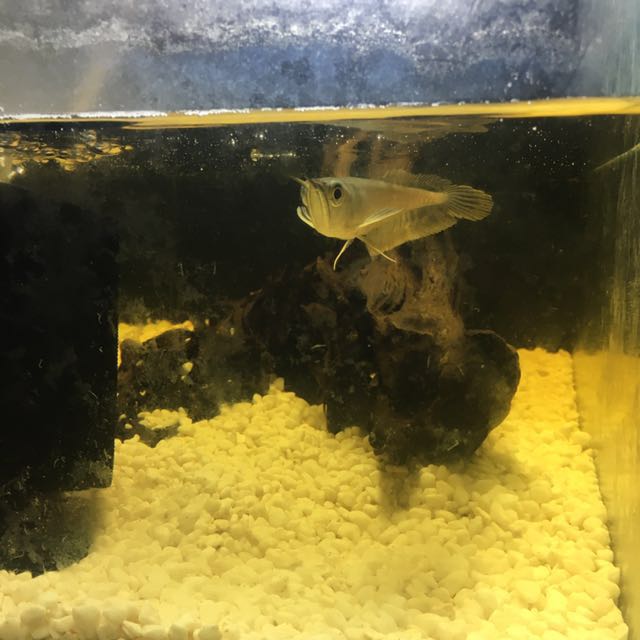 Internal sump filtration bare aquarium tank, Pet Supplies, Homes ...