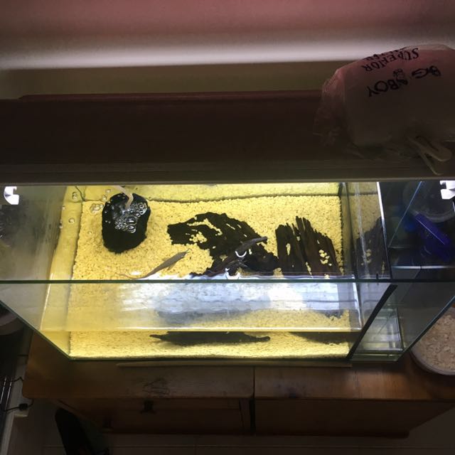 Internal sump filtration bare aquarium tank, Pet Supplies, Homes ...