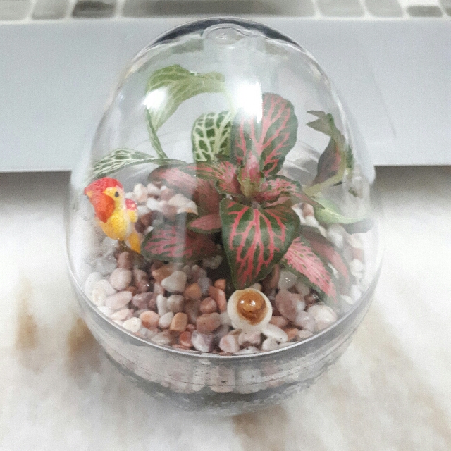 Terrarium (Enclosed Egg), Furniture & Home Living, Gardening, Pots ...