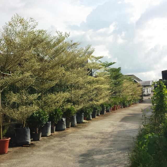 Plant - Bucida Tree ($450/$550), Furniture & Home Living, Gardening ...