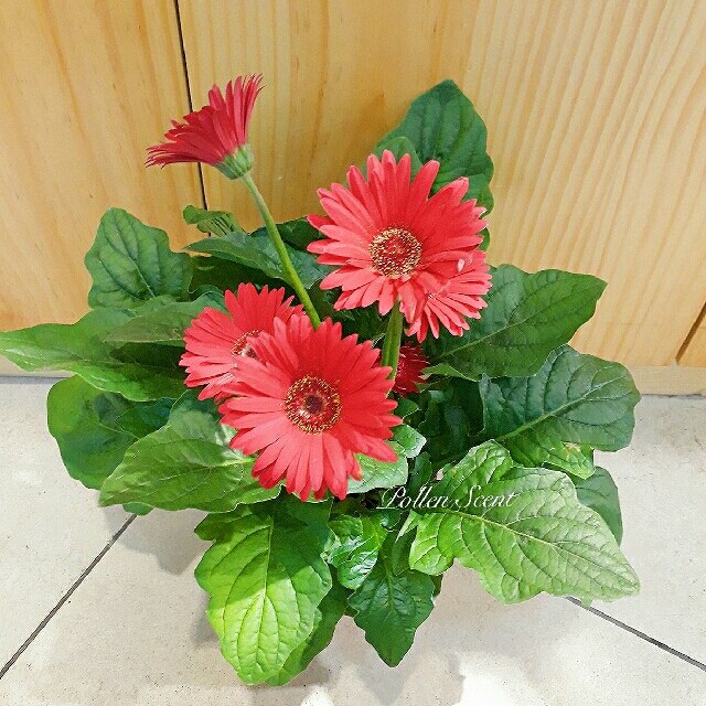 Gerbera Plant, Furniture & Home Living, Home Decor, Artificial Plants ...