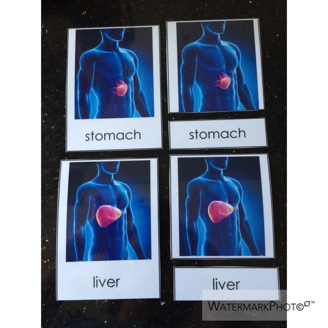 Human Organs Montessori 3 Part Cards, Everything Else on Carousell