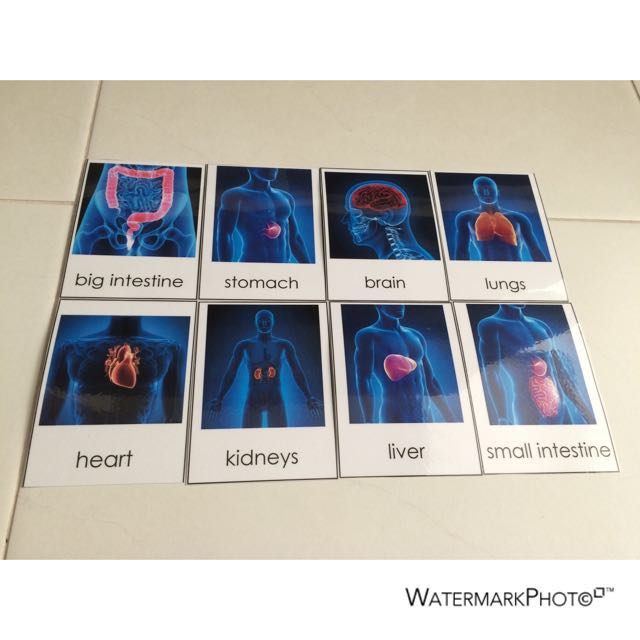 Human Organs Montessori 3 Part Cards, Everything Else on Carousell