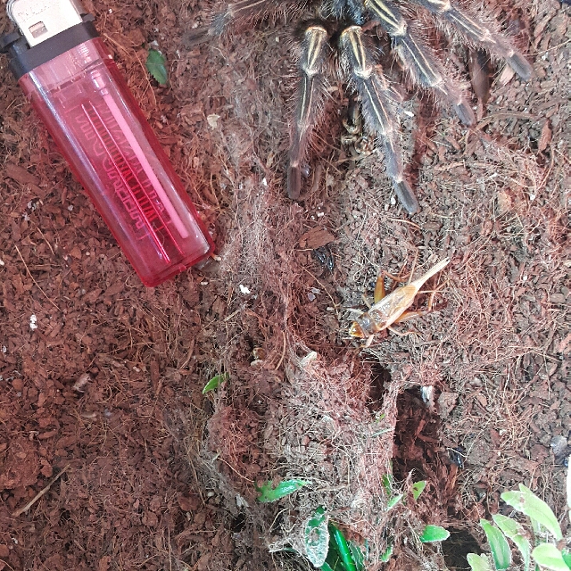 Chaco Golden Knee Tarantula, Everything Else, Others on Carousell