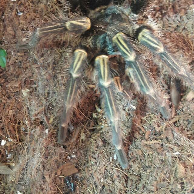 Chaco Golden Knee Tarantula, Everything Else, Others on Carousell