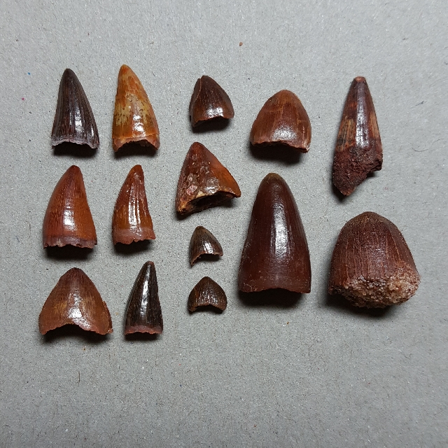 Prehistoric Crocodile Teeth Morocco Fossil Hamadasuchus Elosuchus ...