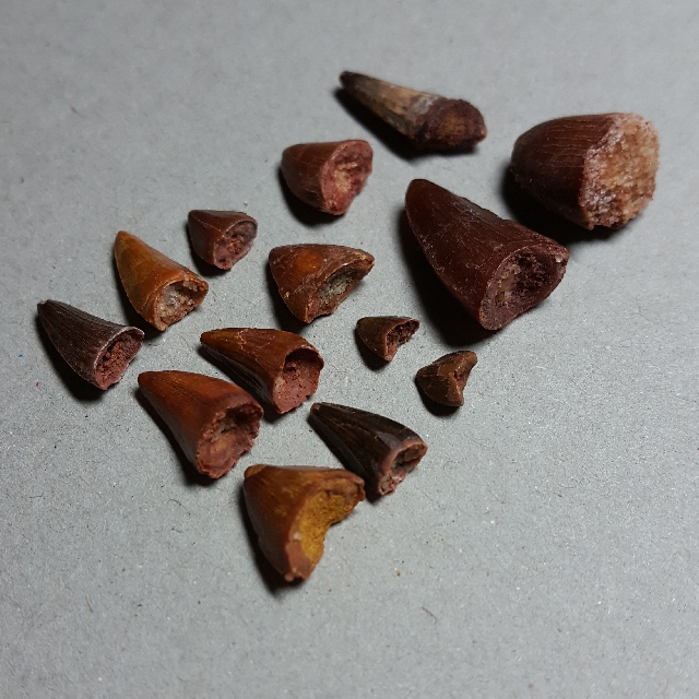 Prehistoric Crocodile Teeth Morocco Fossil Hamadasuchus Elosuchus ...