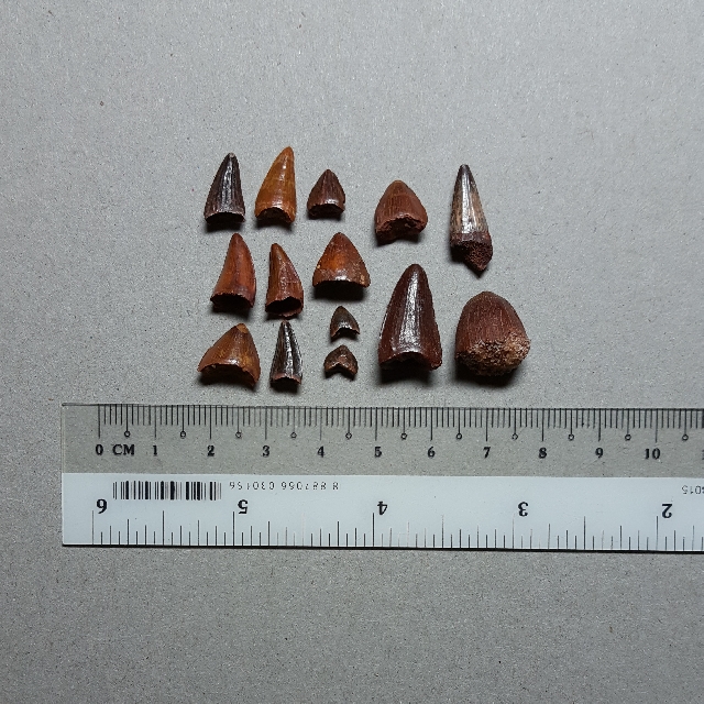 Prehistoric Crocodile Teeth Morocco Fossil Hamadasuchus Elosuchus ...