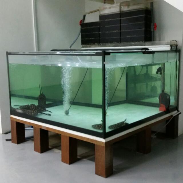 N30 4ft By 4ft Square By 2ft Height Fish Tank, Pet Supplies, Homes ...