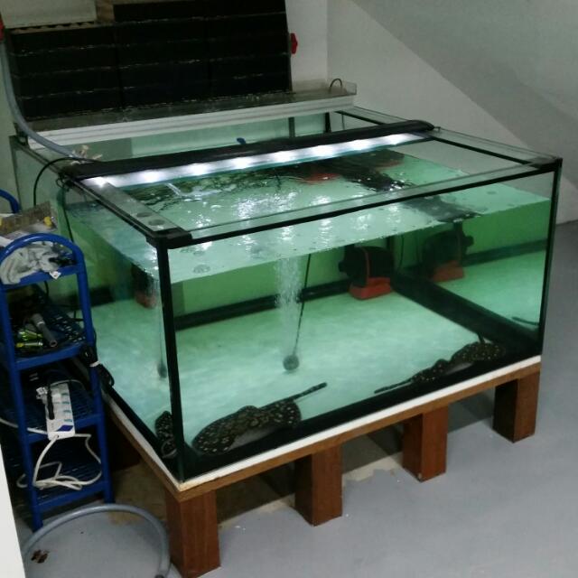 N30 4ft By 4ft Square By 2ft Height Fish Tank, Pet Supplies, Homes ...