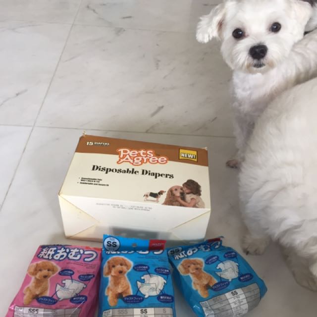 #Blessing: Pet Diapers, Pet Supplies, Homes & Other Pet Accessories on ...