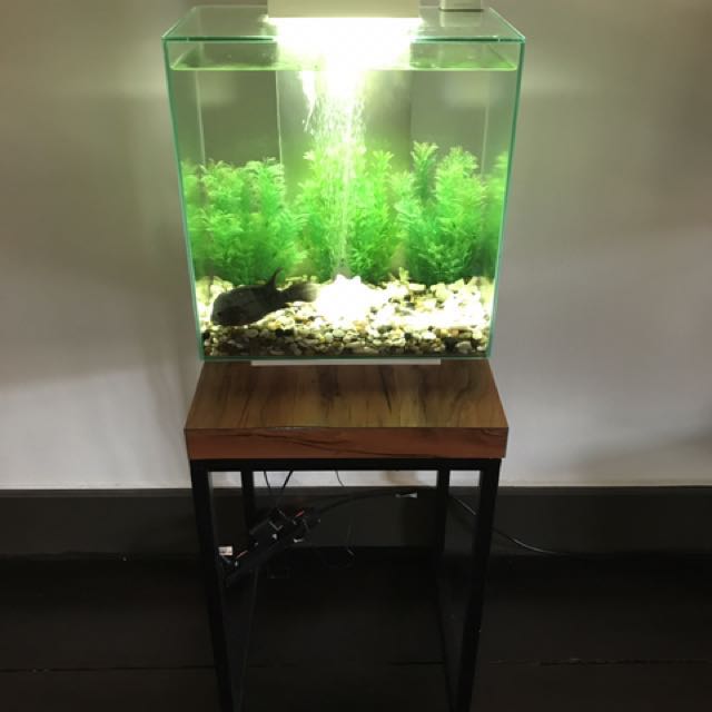 Fluval Edge Fish Tank - 46 L with wood Stand, Pet Supplies, Homes ...