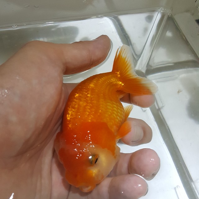 Thai Lionhead Ranchu Goldfish- Chubby Fish, Pet Supplies, Homes & Other ...