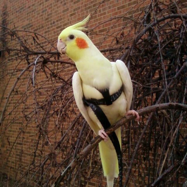 Feather Tether Bird Harness (Petite), Pet Supplies, Homes & Other Pet ...