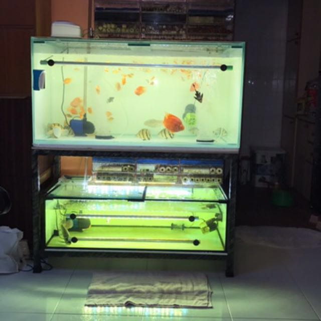 422 Full Crystal Glass Tank 12mm, Pet Supplies, Homes & Other Pet ...