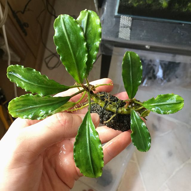 Bucep sp. King Tatena, Furniture & Home Living, Gardening, Plants ...