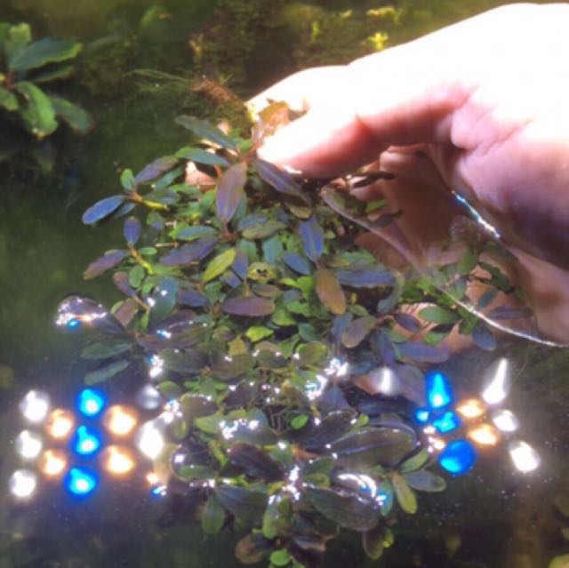 Bucephalandra Mini Black Carpet, Furniture & Home Living, Gardening ...