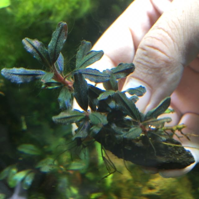 Bucephalandra Amanda, Furniture & Home Living, Gardening, Plants ...