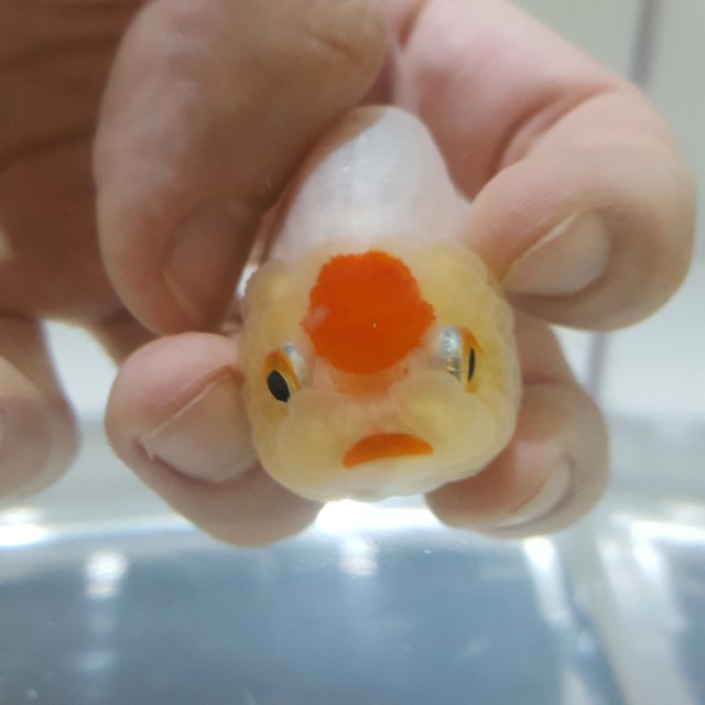 Thai Lionhead Ranchu Goldfish Small - Fish, Pet Supplies, Homes & Other ...