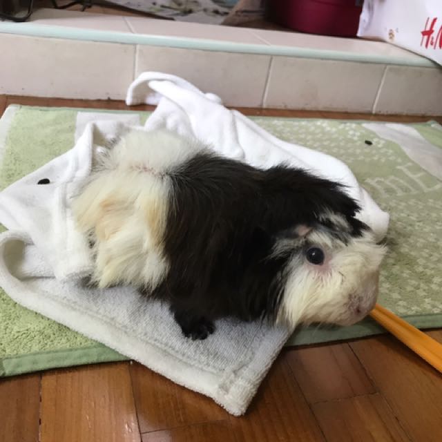 LF guinea pig boarding, Bulletin Board, Looking For on Carousell