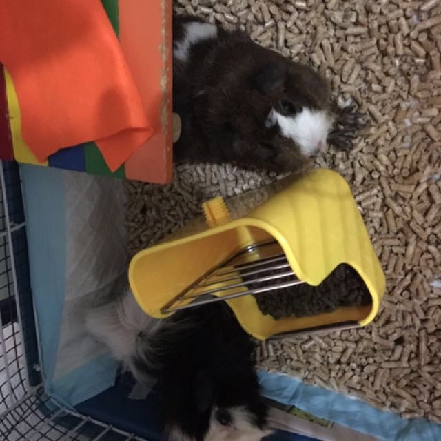 LF guinea pig boarding, Bulletin Board, Looking For on Carousell