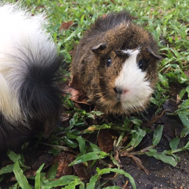 LF guinea pig boarding, Bulletin Board, Looking For on Carousell
