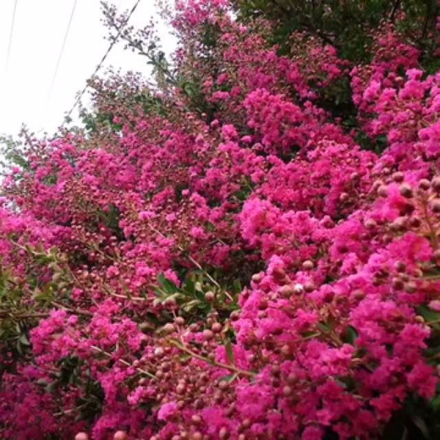 Melendres plant, Babies & Kids, Baby Nursery & Kids Furniture, Nursery ...