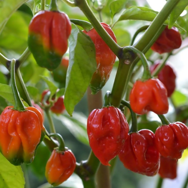 Naga Viper Seedling, Furniture & Home Living, Gardening, Plants & Seeds ...