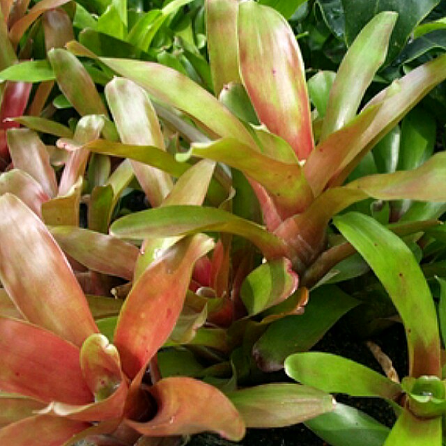 Neoregelia super fireball, Furniture & Home Living, Gardening, Garden ...