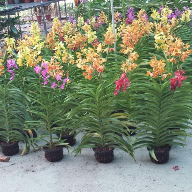 Flowering Plant - Mokara Orchids (2.5 Ft), Furniture & Home Living ...