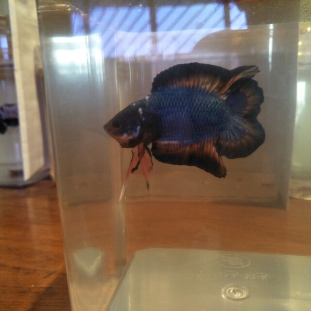 Betta fish DTPK (Tank is free), Pet Supplies, Homes & Other Pet ...