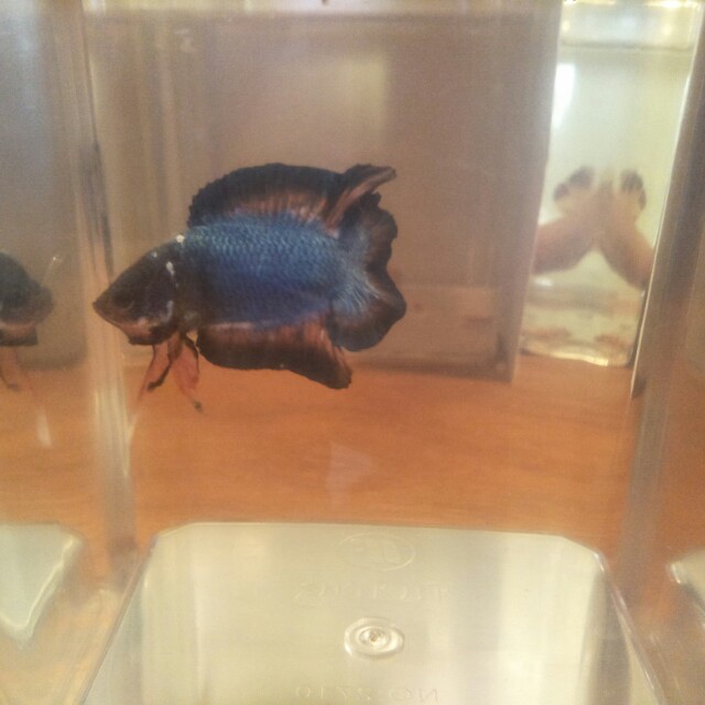 Betta fish DTPK (Tank is free), Pet Supplies, Homes & Other Pet ...