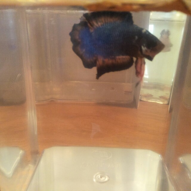 Betta fish DTPK (Tank is free), Pet Supplies, Homes & Other Pet ...