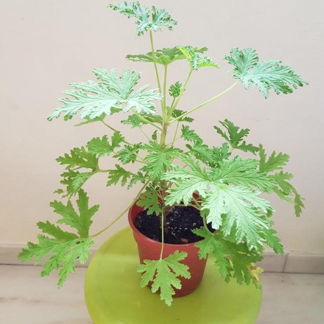 citronella-scented geranium (Pelargonium citrosa), or mosquito plant ...