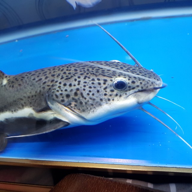 12inch redtail catfish, Pet Supplies, Homes & Other Pet Accessories on ...