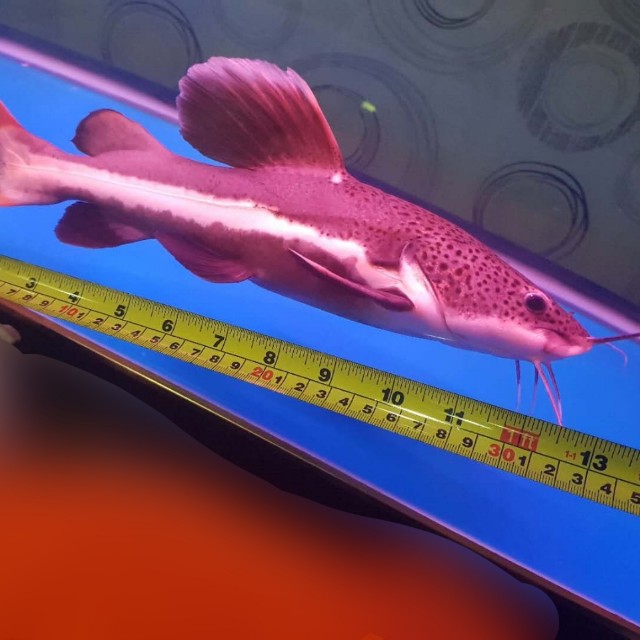 12inch redtail catfish, Pet Supplies, Homes & Other Pet Accessories on ...