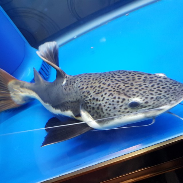 12inch redtail catfish, Pet Supplies, Homes & Other Pet Accessories on ...