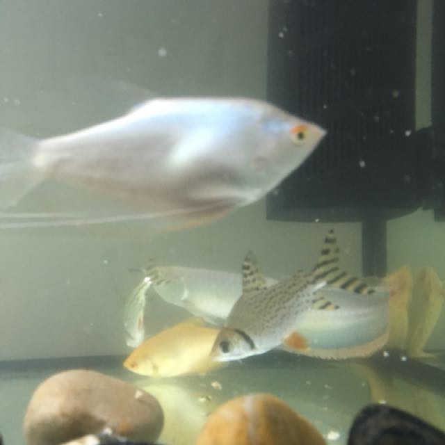 Fei Feng Fish, Everything Else on Carousell