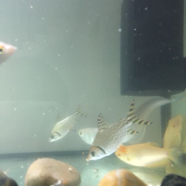 Fei Feng Fish, Everything Else on Carousell