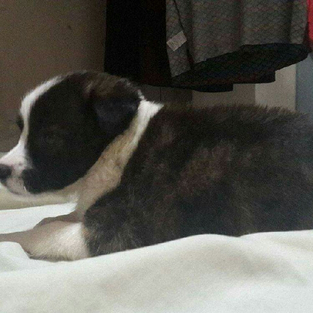 Pomspitz, Pet Supplies, Homes & Other Pet Accessories on Carousell